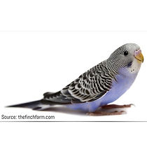 Normal mutation | Budgie Bubble